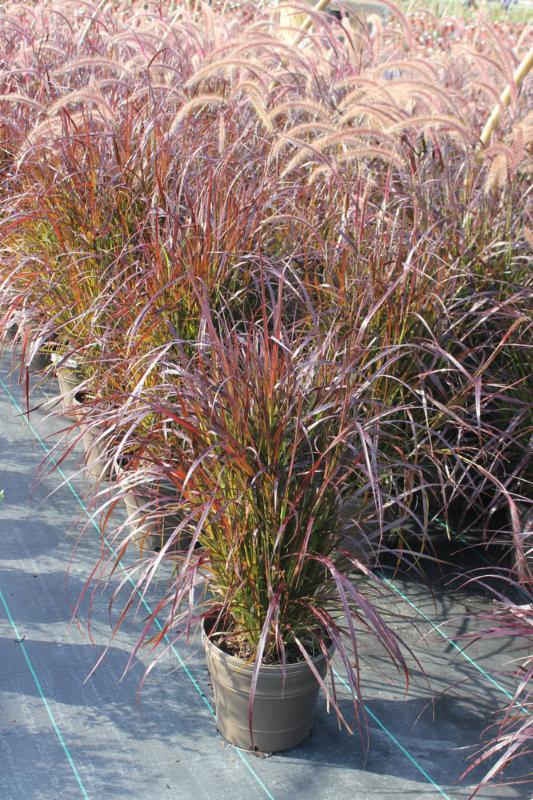 Pennisetum Rubrum Png Pennisetum Rubrum Fountain Grass Dubai UAE Best
