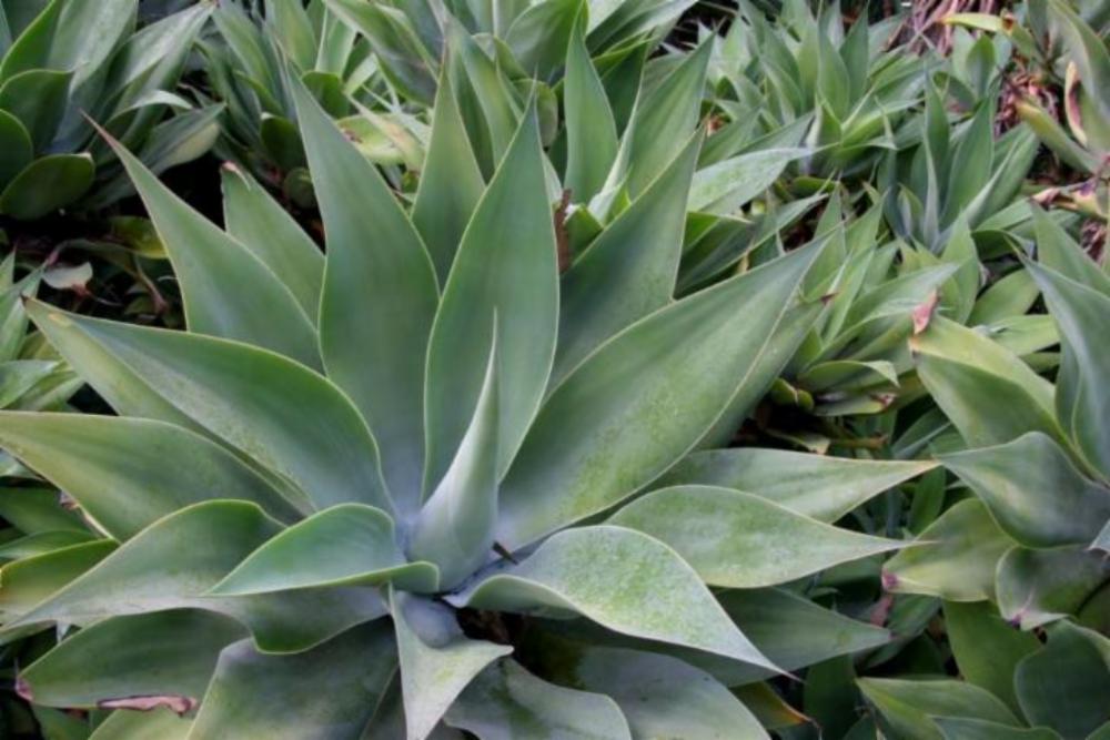 Century Plant Agave Attenuata