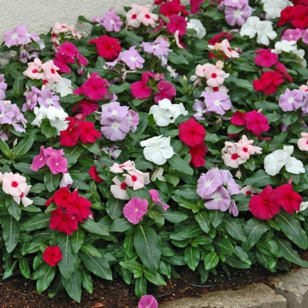 Buy Indoor Plants|Outdoor Plants & Garden Tools and Accessories Online ...