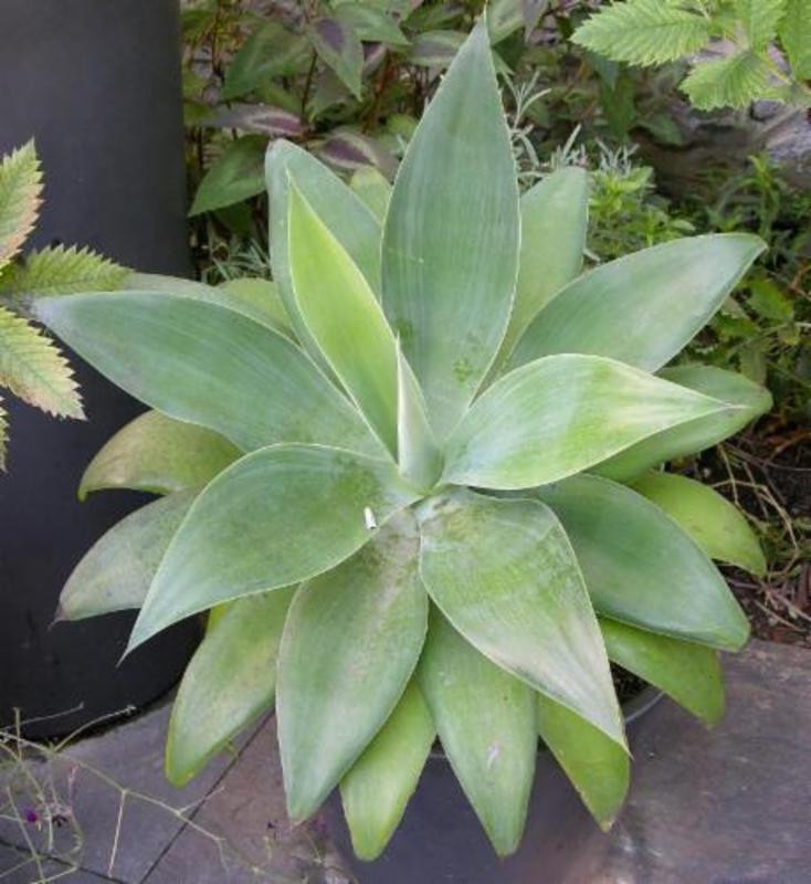 Century Plant Agave Attenuata