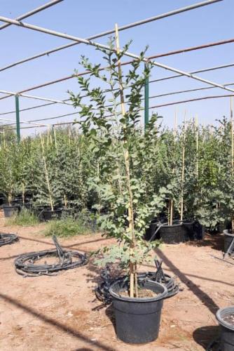 Buy Indoor Plants|Outdoor Plants & Garden Tools and Accessories Online ...